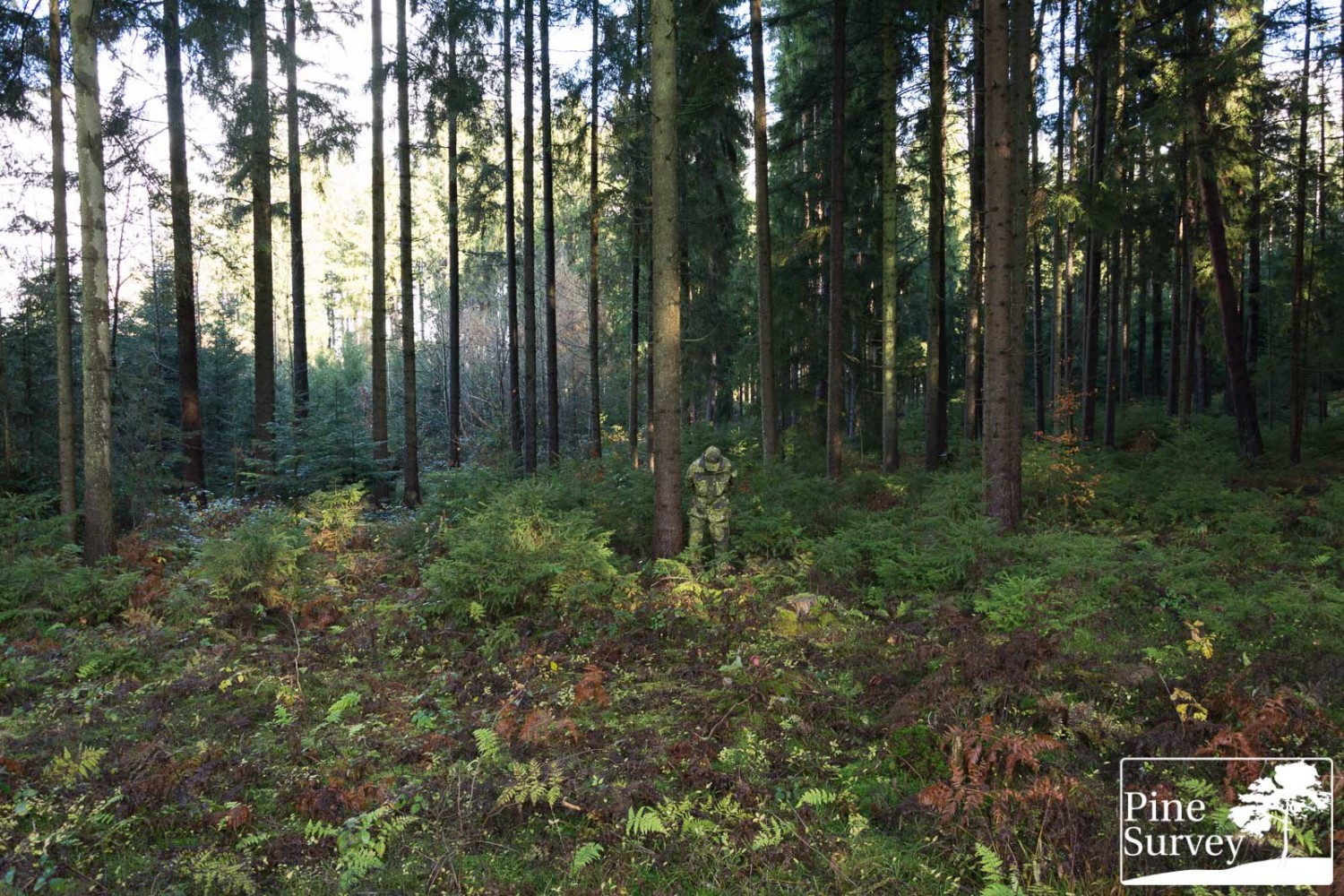 Field Test: PHANTOMLEAF WASP II Z3A - Pine Survey