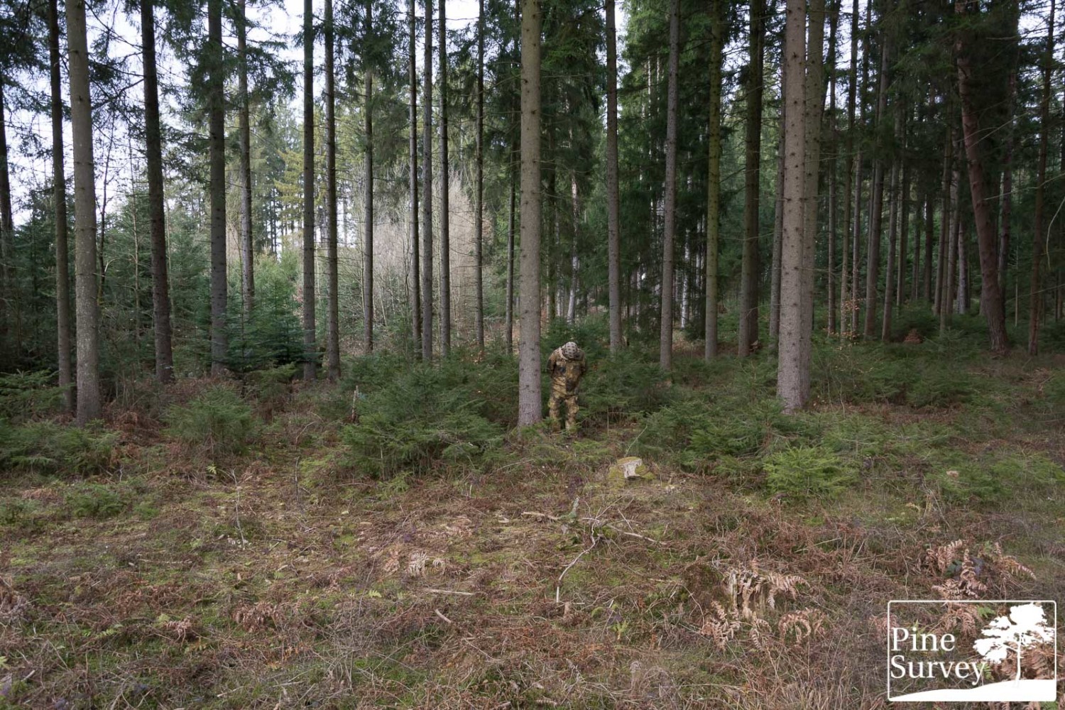 Field Test: PHANTOMLEAF Wasp II Z2 - Pine Survey