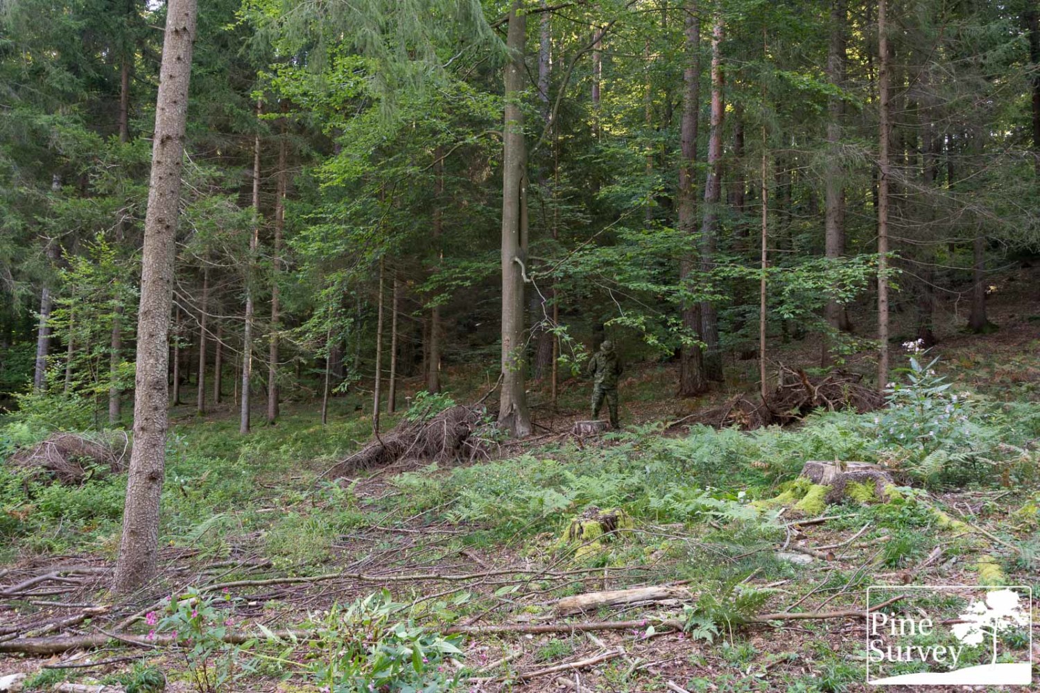 Field Test - Multicam Tropic - Pine Survey